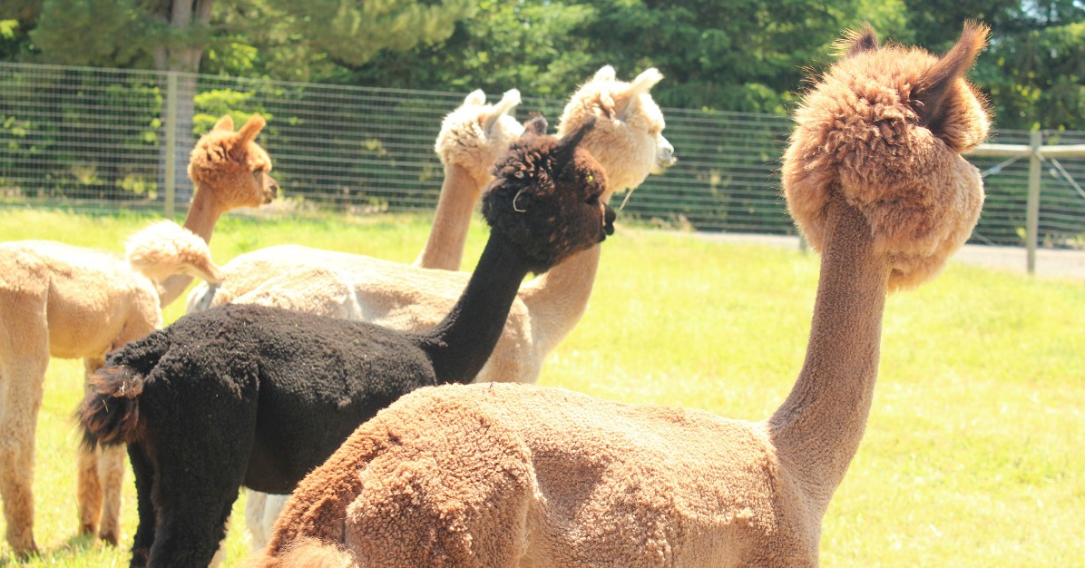 Alpacas at Marquam Hill Ranch: The Cameron Family Story