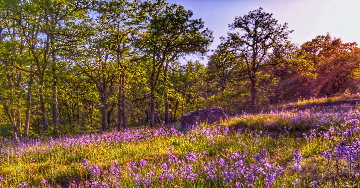 Spring Tulip Festival in Oregon's Mt. Hood Territory