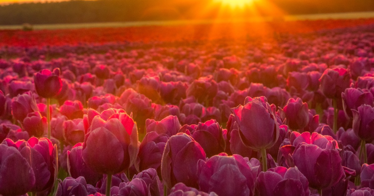 Free Spring Guide | Oregon's Mt. Hood Territory