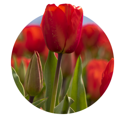 Flowers & Nurseries | Flower Festivals | Oregon's Mt Hood Territory